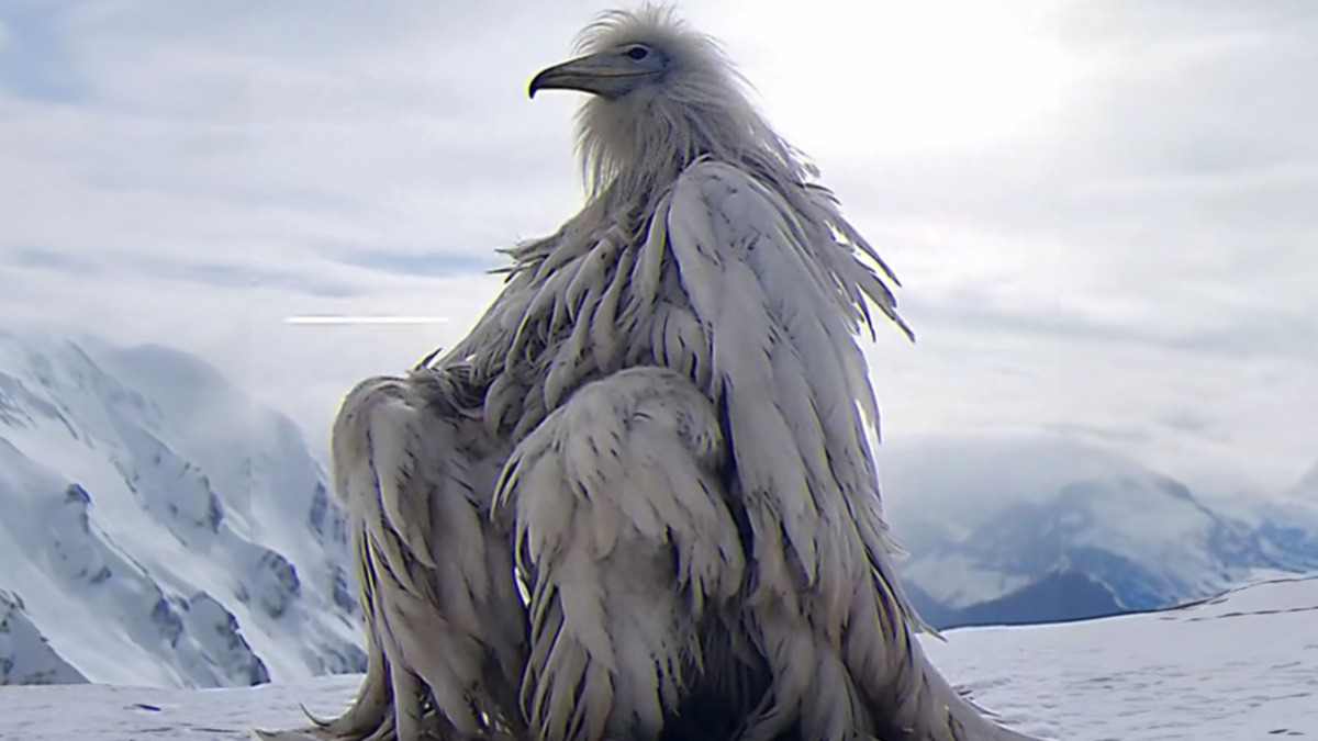 Pájaro del opio ¿mito o realidad? - Portal de noticias