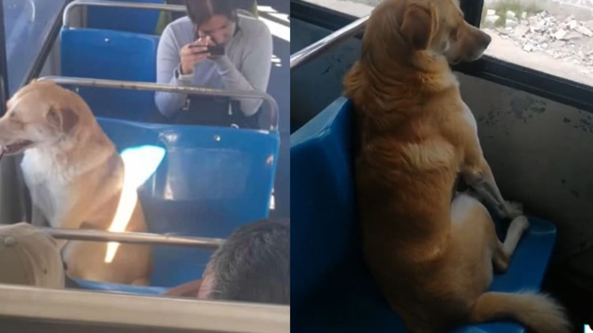 ¡Ya apareció! Boby, el perrito que se subió a la ruta 3 y se perdió ...